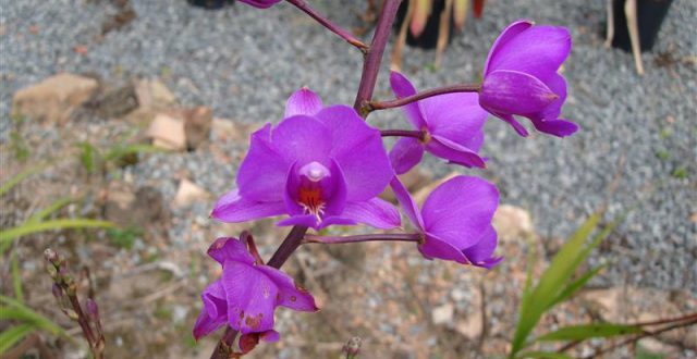 Flora Endêmica do MS: Flores Exclusivas | Mundo Ecologia