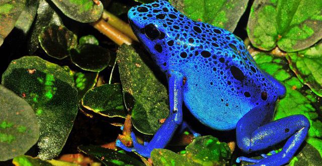 Rã Flecha Azul: Habitat e Mistérios | Mundo Ecologia