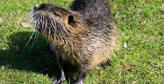 Rato Almiscarado: Ameaças e Conservação | Mundo Ecologia