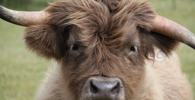 Vacas Peludas na Lista da Extinção | Mundo Ecologia