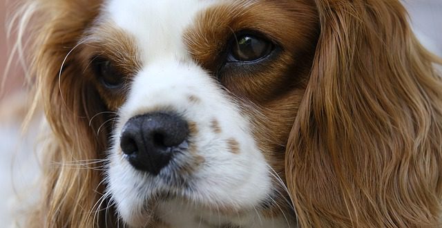 Cavalier: Adestramento Positivo | Mundo Ecologia