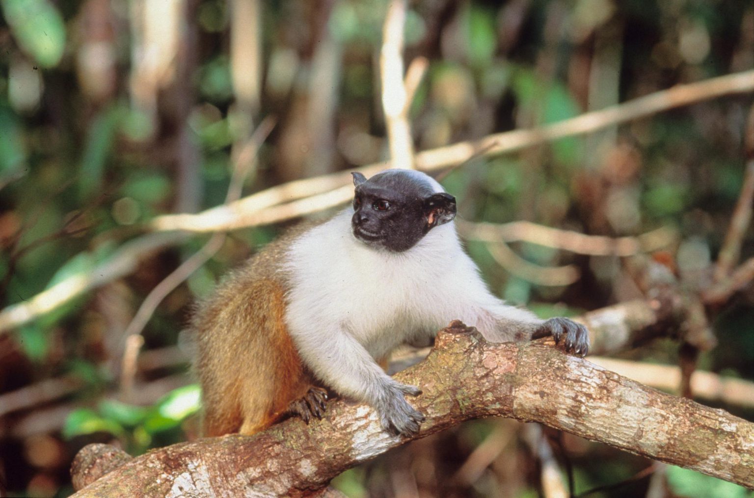 Soim-de-Coleira: Encantos do Canto – Mundo Ecologia