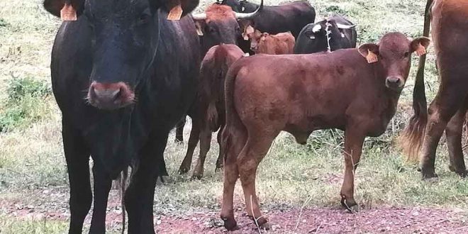 Vaca Pajuna: Resistência ao Clima Quente | Mundo Ecologia