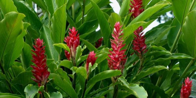 Flor Alpína: Múltiplas Espécies e Cores | Mundo Ecologia