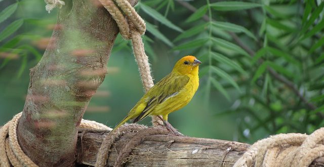 Canarinho: O que Ele Come? | Mundo Ecologia