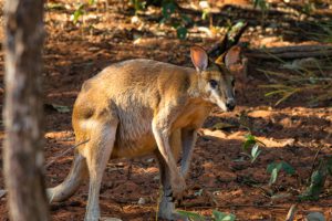 Diferentes Espécies de Cangurus – Mundo Ecologia