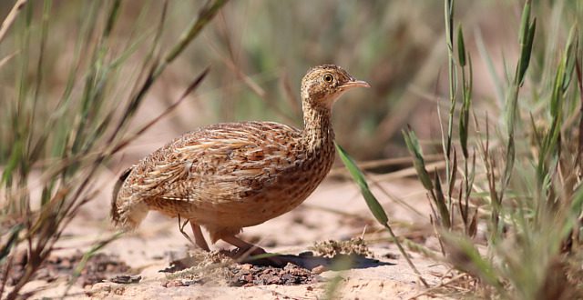 A Alimentação da Codorna-Mineira | Mundo Ecologia