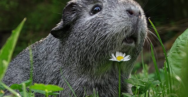 Adaptações da Cutia na Natureza | Mundo Ecologia