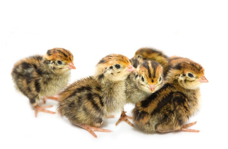 Codorna-Mineira: Habitat e Comportamento | Mundo Ecologia