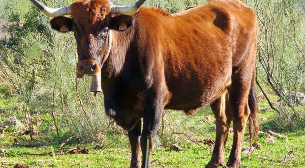 Vaca Pajuna na Economia Pecuária: Contribuições Valiosas | Mundo Ecologia