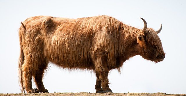 Vaca Peluda na Agricultura Sustentável | Mundo Ecologia