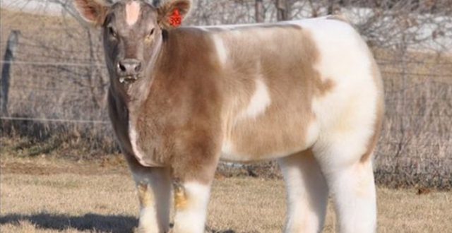 Vaca Peluda: Seu Habitat Natural | Mundo Ecologia