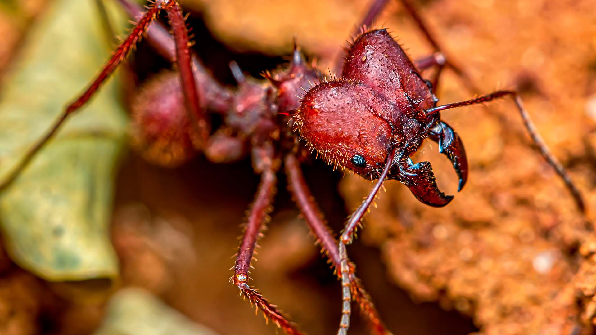 A organização social das formigas cortadeiras – Mundo Ecologia