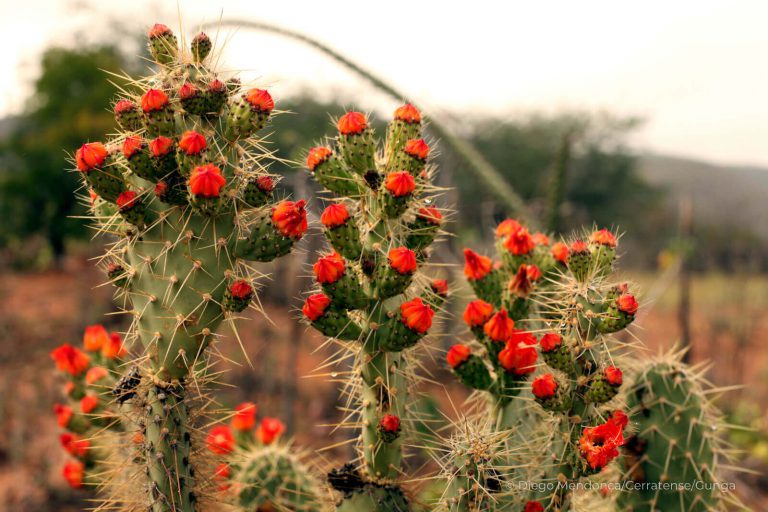 Como a vegetação da caatinga se adapta à seca? – Mundo Ecologia