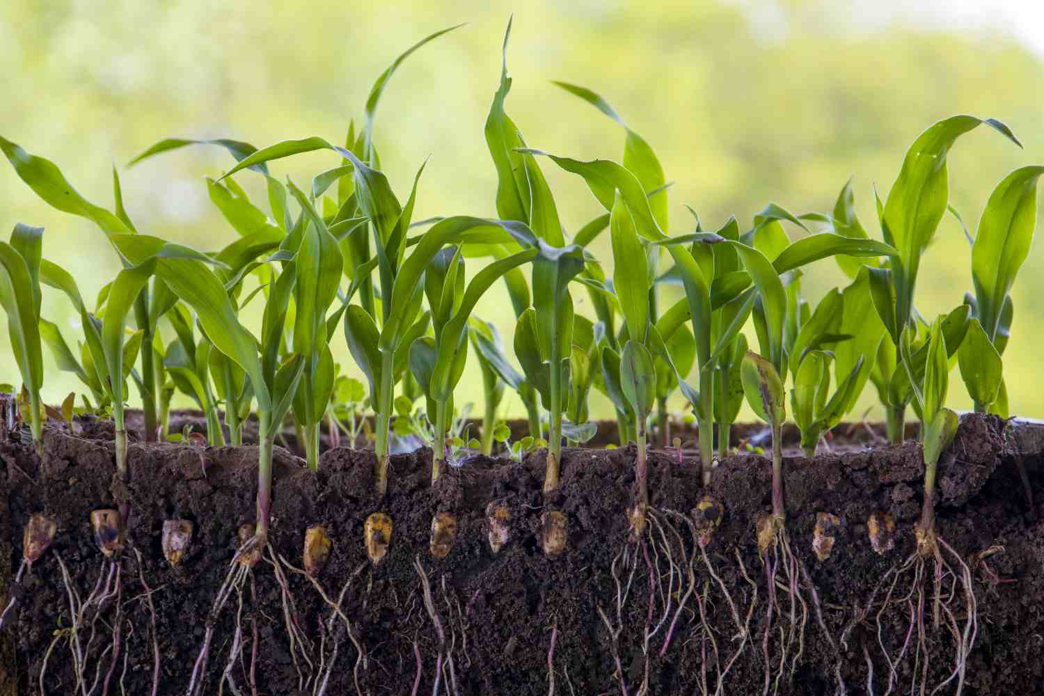 Como as raízes armazenam nutrientes para o crescimento das plantas ...