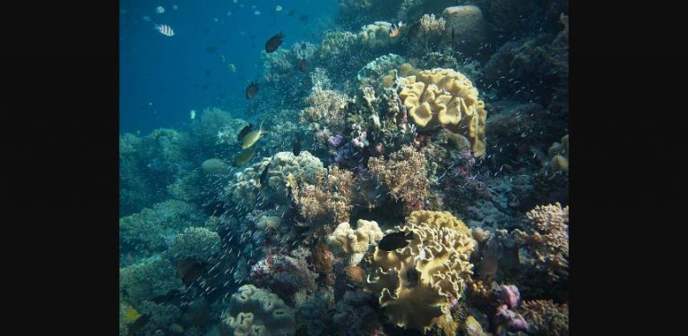 Recifes de Coral: A Floresta Tropical dos Oceanos e Como Podemos Salvá ...